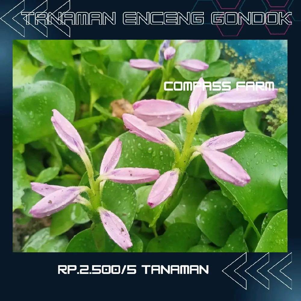 Tanaman Enceng Gondok Cocok Untuk menornalkan ph kolam - Shop | Tokopedia